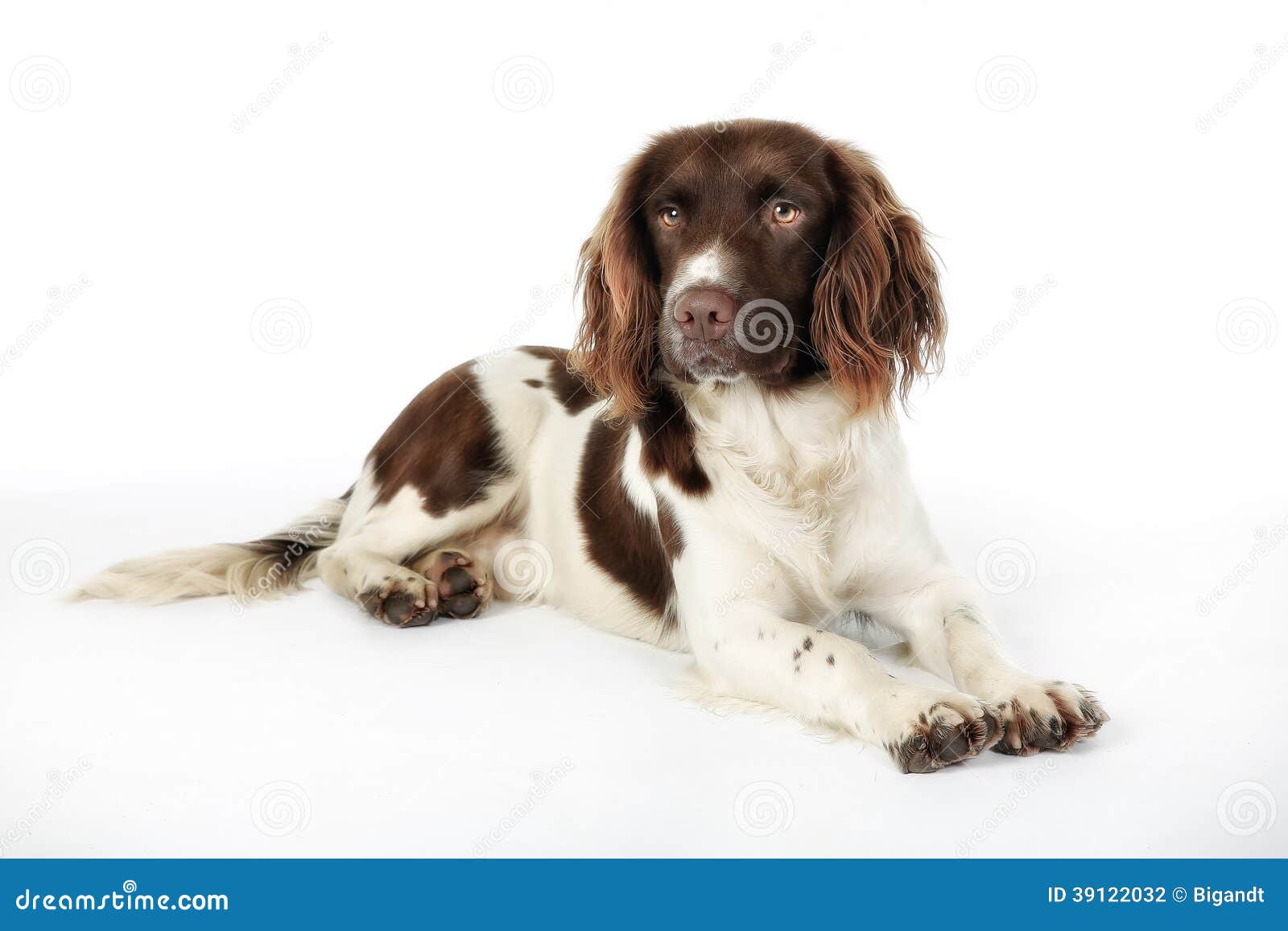 English Springer Spaniel stock photo. Image of camera - 39122032