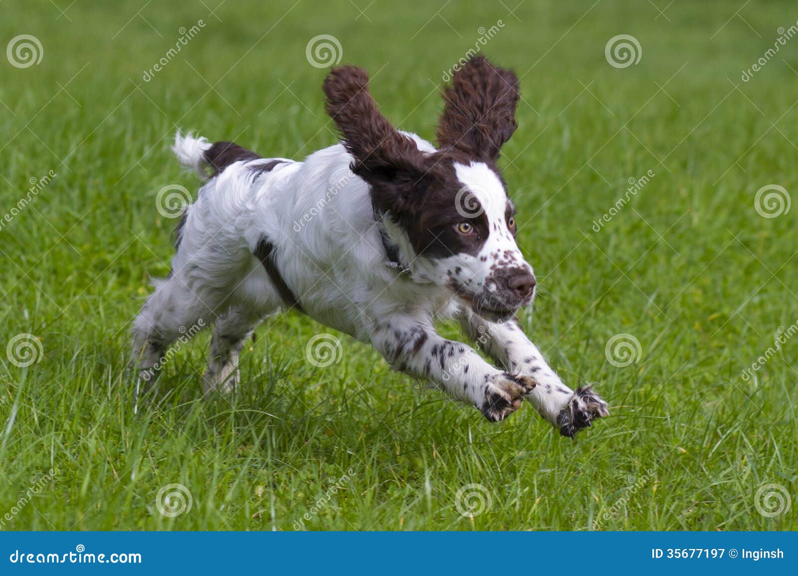 English springer spaniel stock image. Image of pedigreed - 35677197