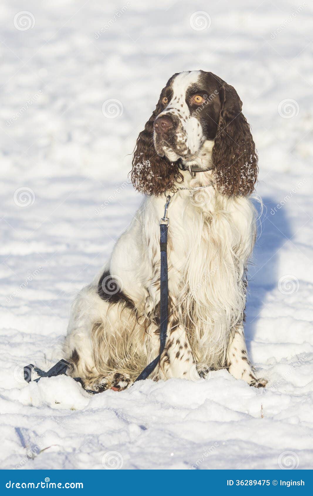 English springer spaniel stock image. Image of friend - 36289475