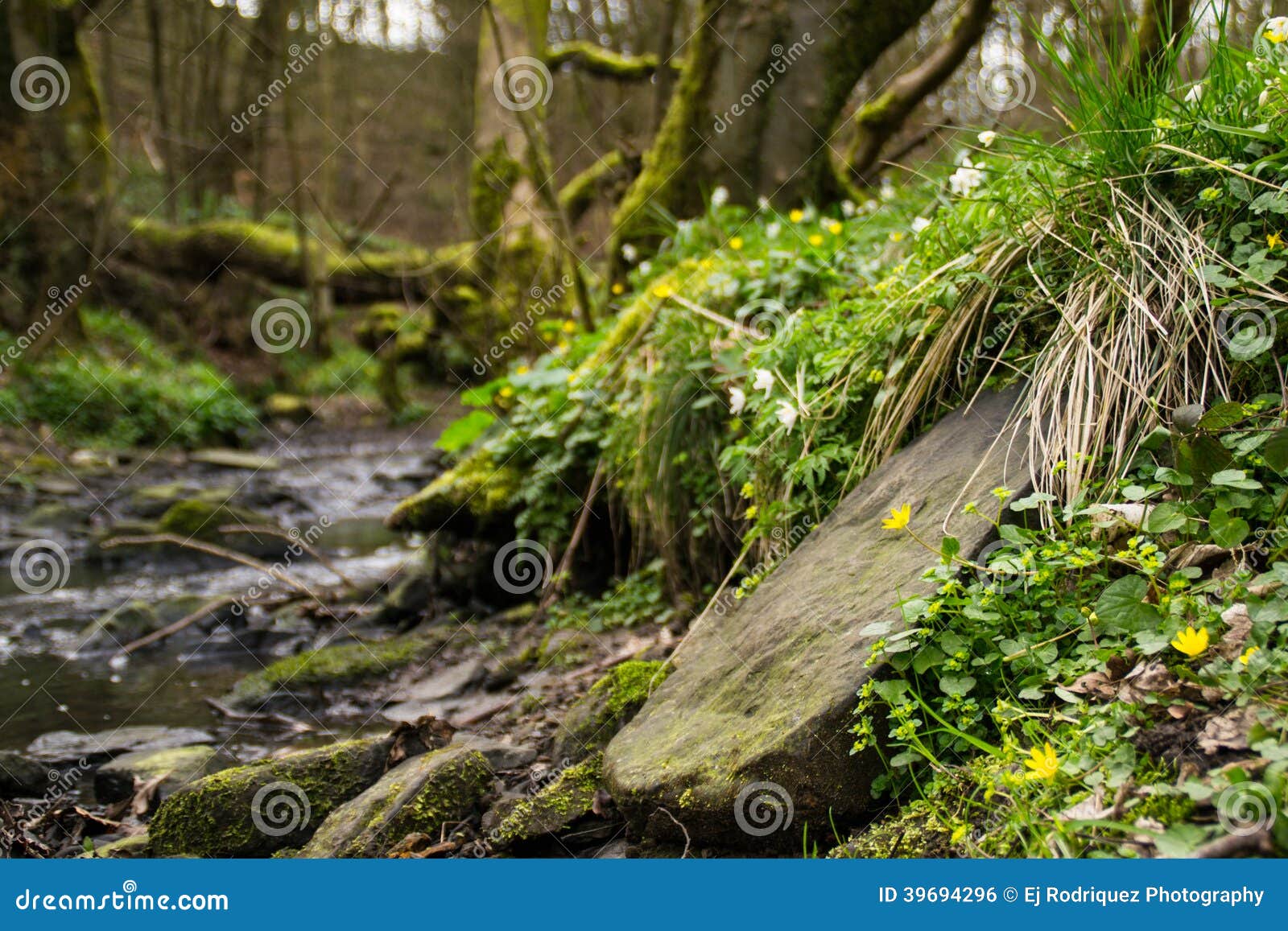 English stream. stock photo. Image of color, north, moss - 39694296