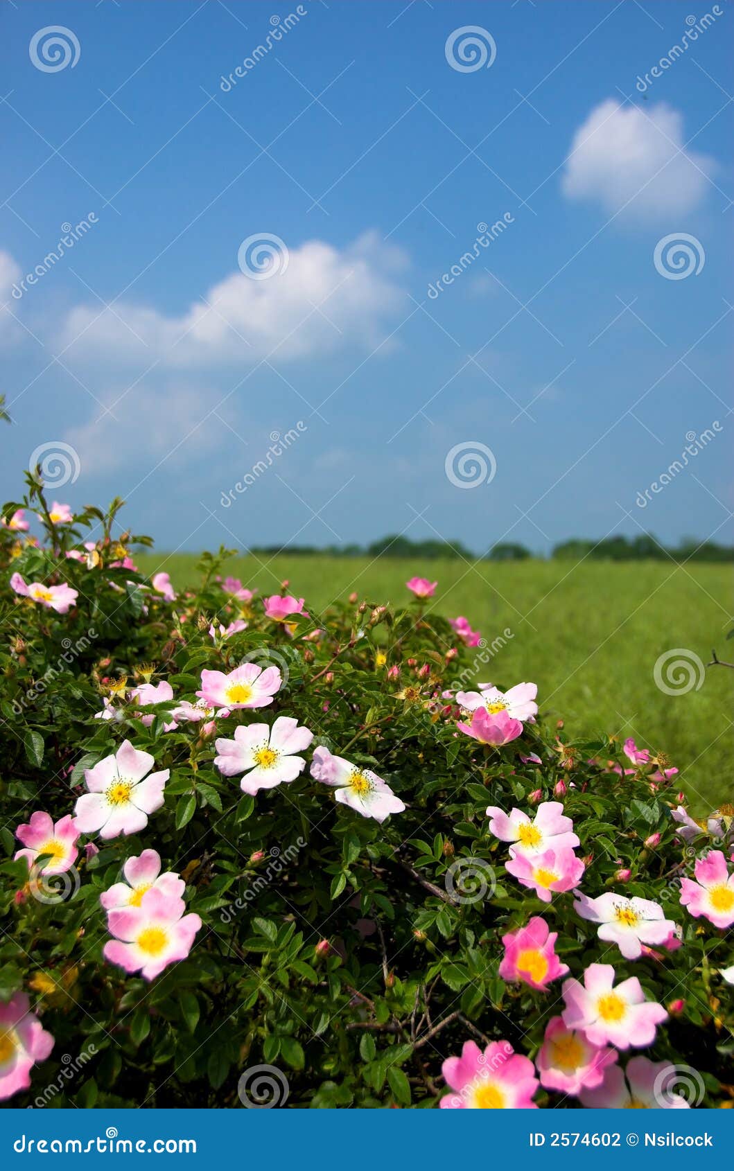 English Summer Field stock photo. Image of grass, england - 2574602