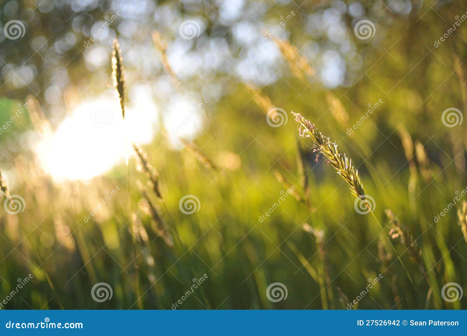 English Summer Field stock photo. Image of field, crop - 27526942
