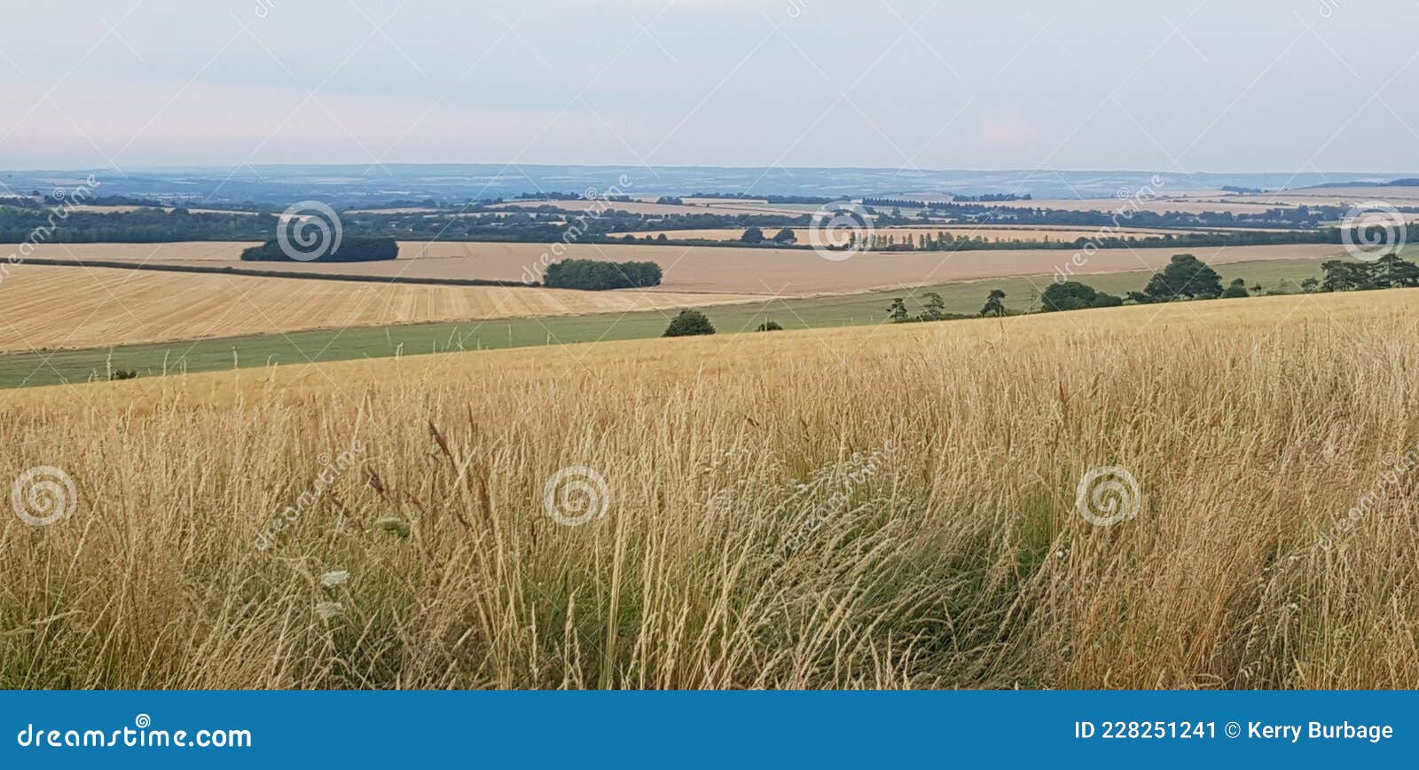 English summer fields stock image. Image of wetland - 228251241
