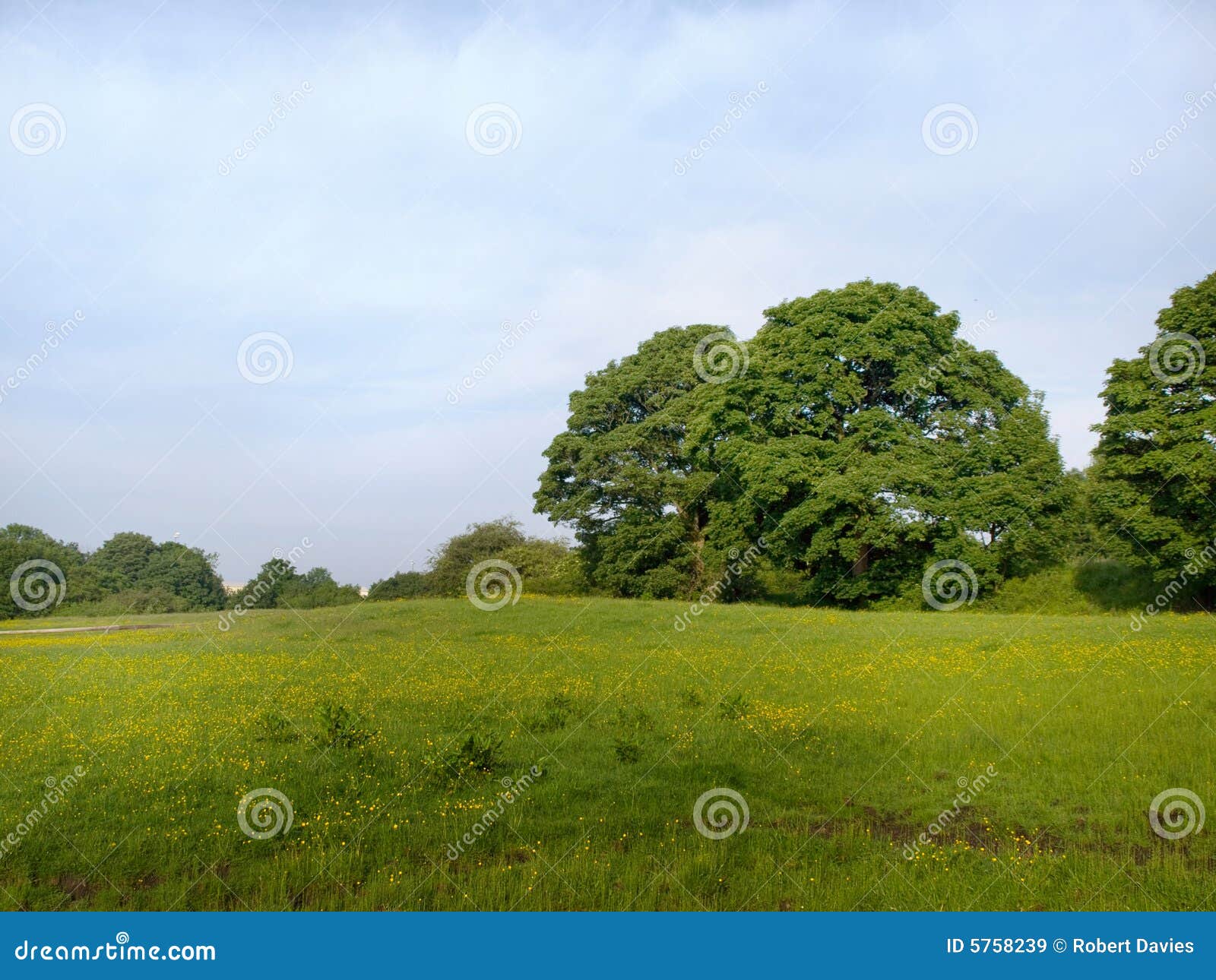 English Summer Meadow with Trees Stock Image - Image of lawn ...