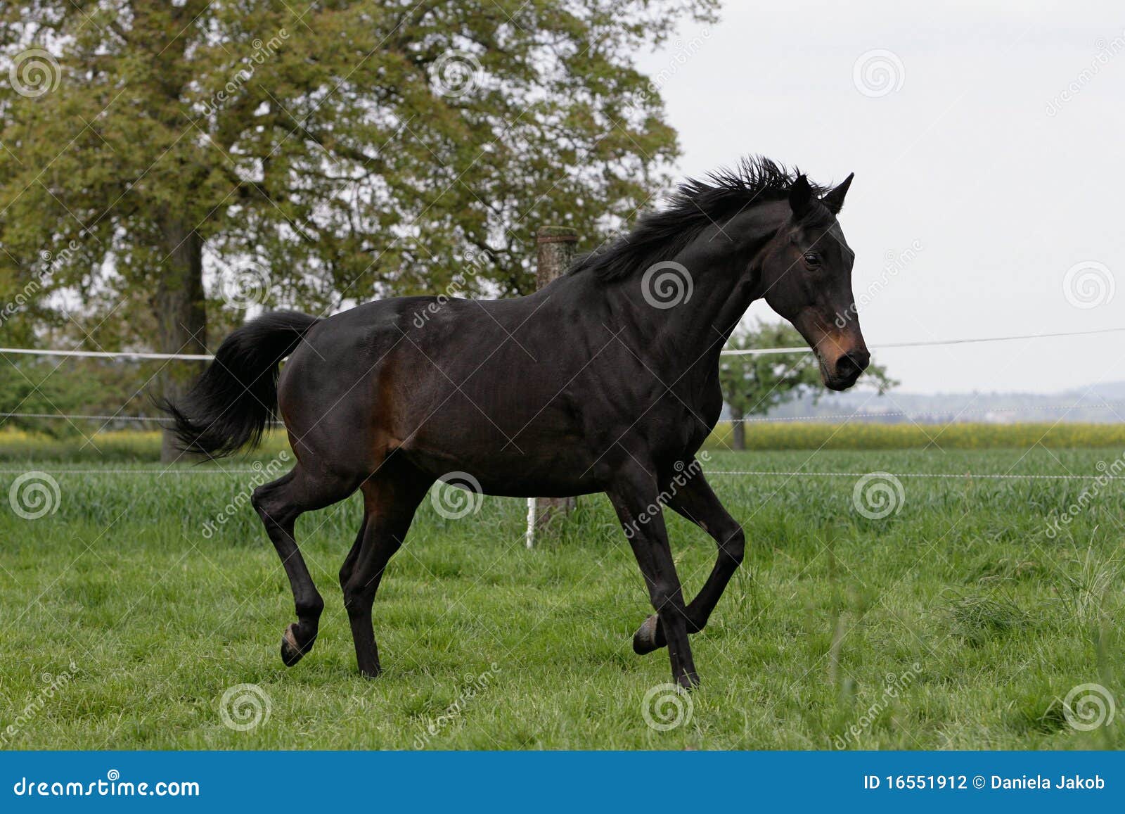 English thoroughbred horse stock photo. Image of bridle - 16551912