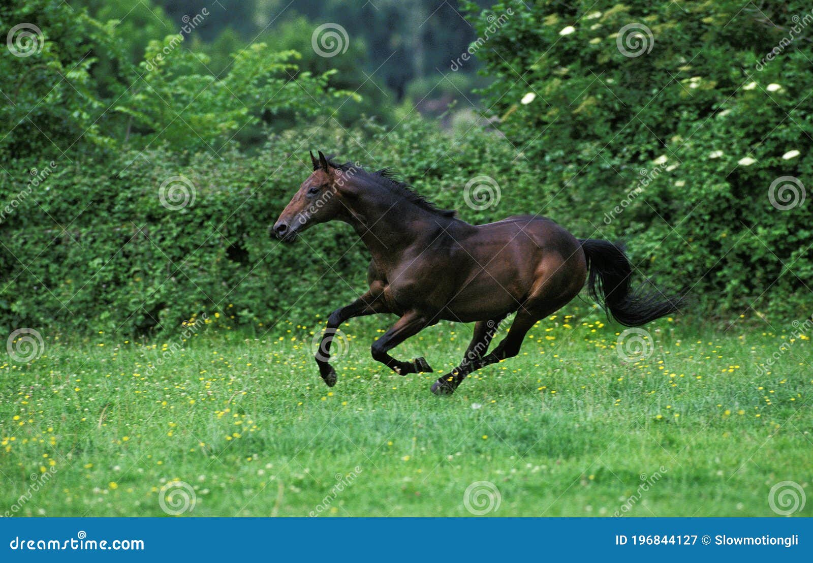 English Thoroughbred Horse Galloping through Paddock Stock Image ...