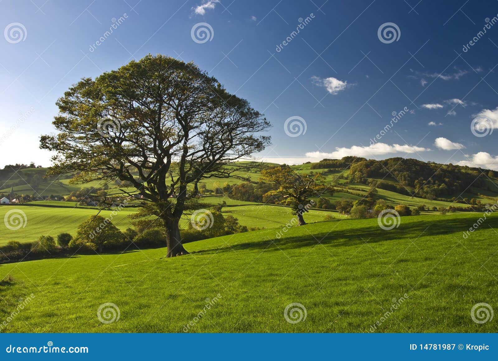 The English tree stock image. Image of grass, farm, english - 14781987