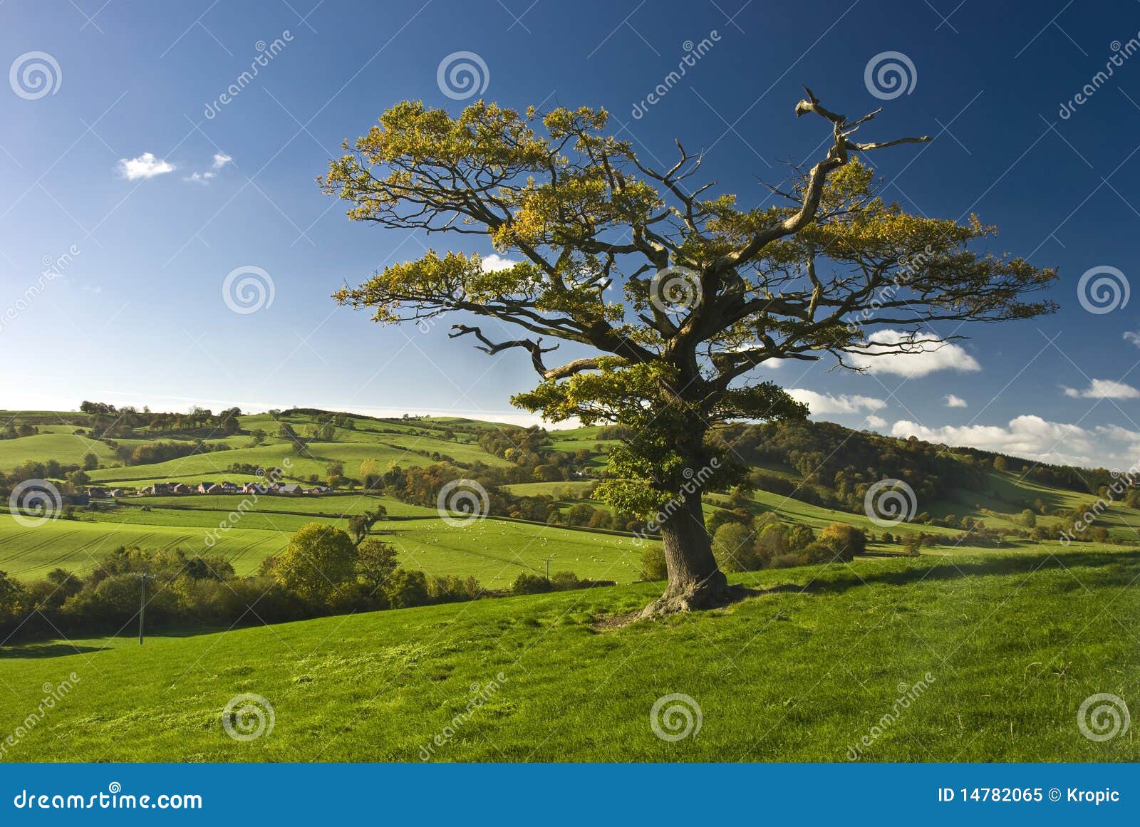 The English tree stock image. Image of british, life - 14782065