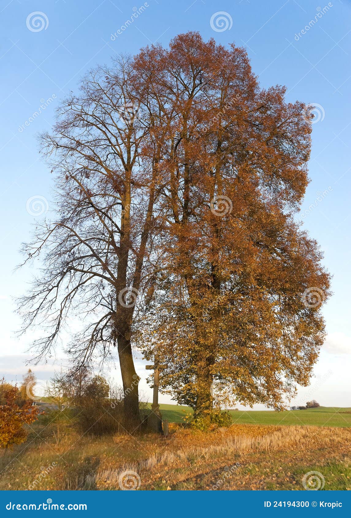 Old English Oak Tree - Quercus Robur, Norfolk, England, UK Stock Photo ...