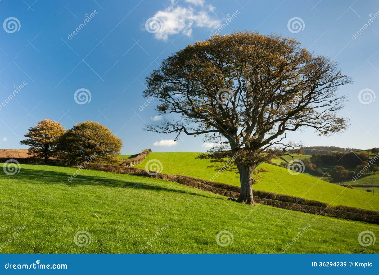 Old English Oak Tree - Quercus Robur, Norfolk, England, UK Stock Photo ...