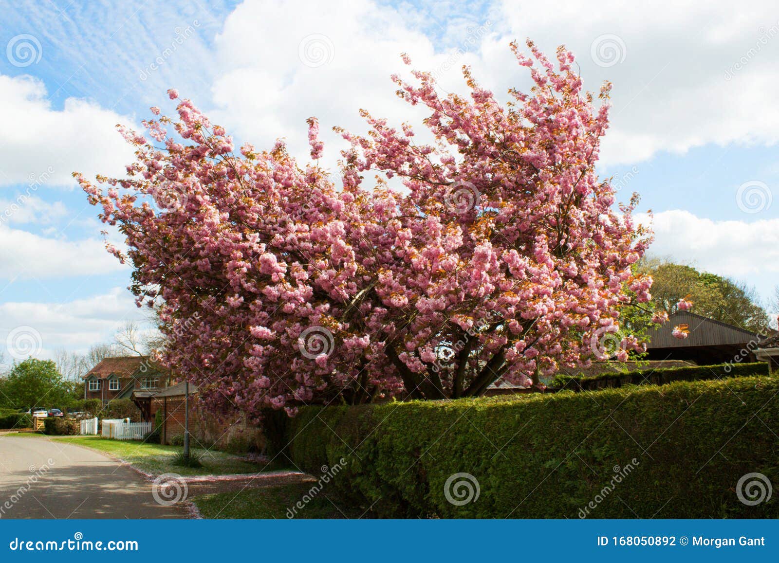 An English Village with Cherry Blossom Editorial Photography - Image of ...