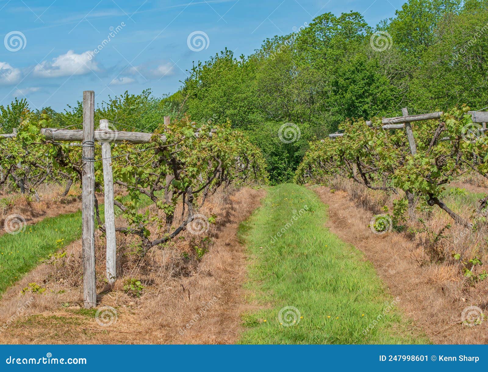 The English Vineyard in Spring Stock Image - Image of countryside ...