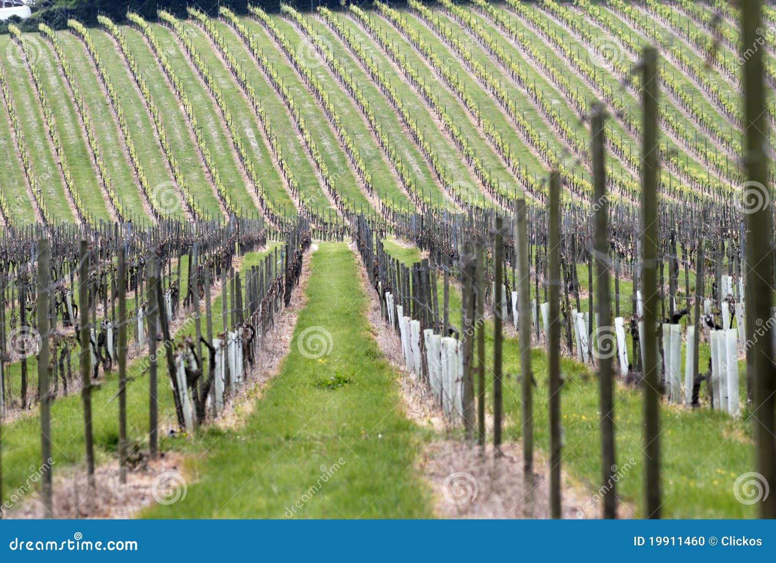 English Vineyard in Springtime Stock Photo - Image of abstract ...