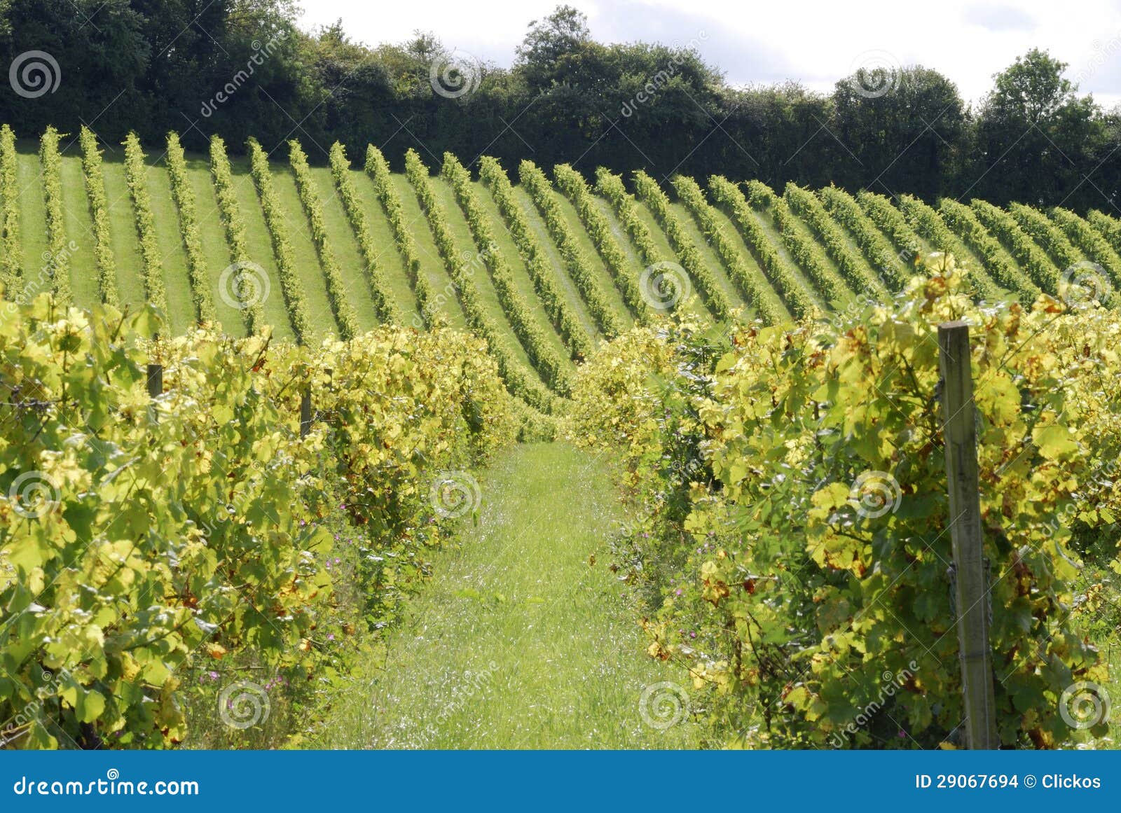 English Vineyard. Surrey. England Stock Photo - Image of winemaking ...