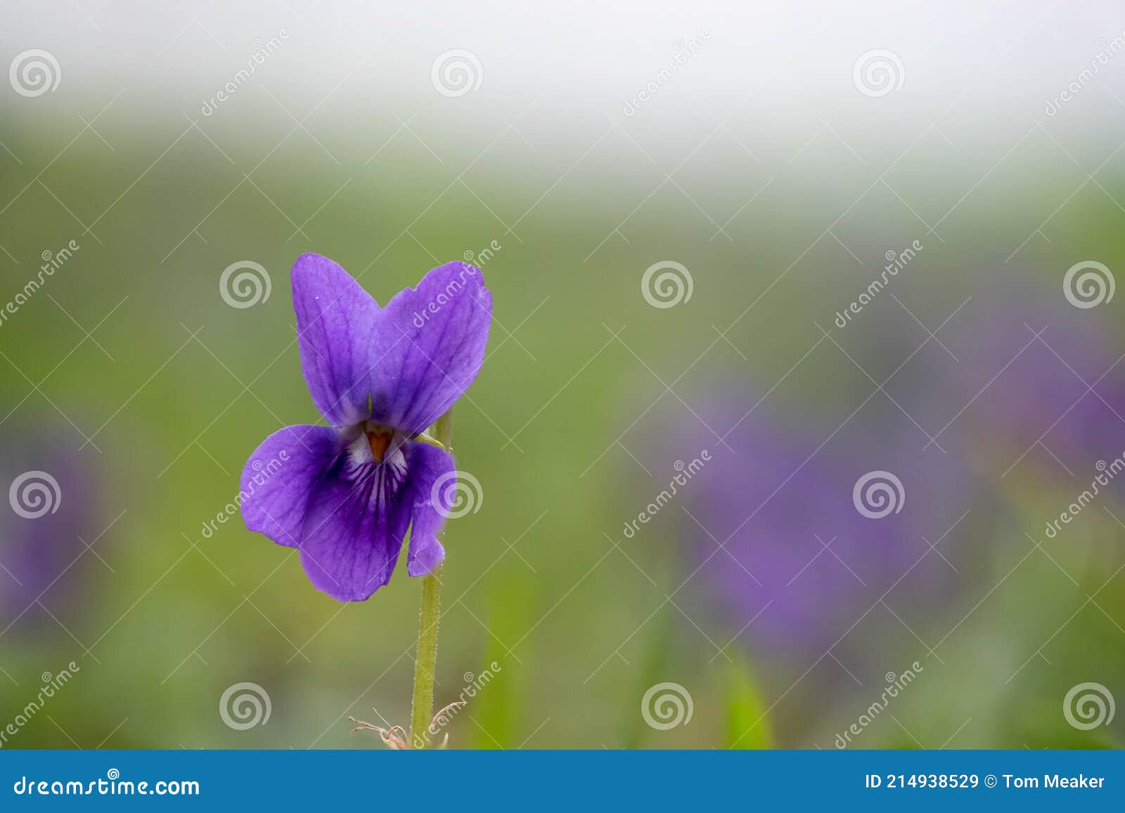 English Violet Viola Odorata Flower Stock Image - Image of nature ...