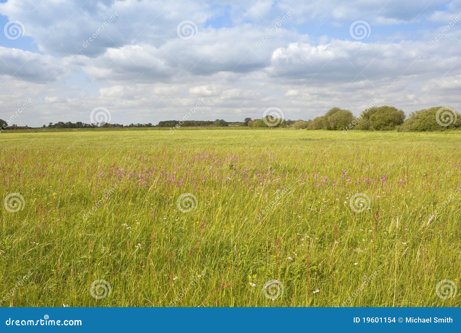 English water meadow stock photo. Image of springtime - 19601154