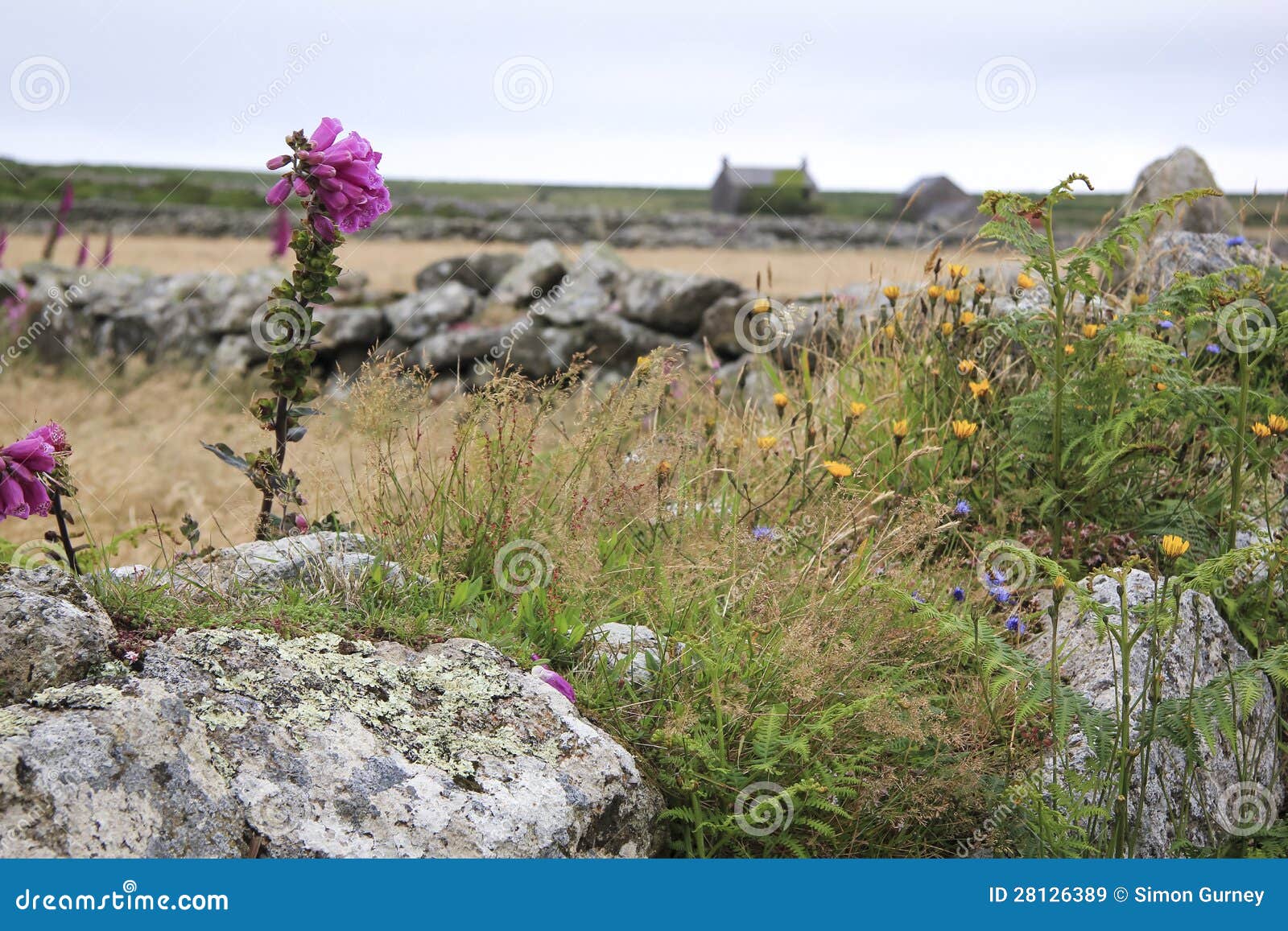 English Wild Flowers Cornwall Countryside Stock Image - Image of wild ...