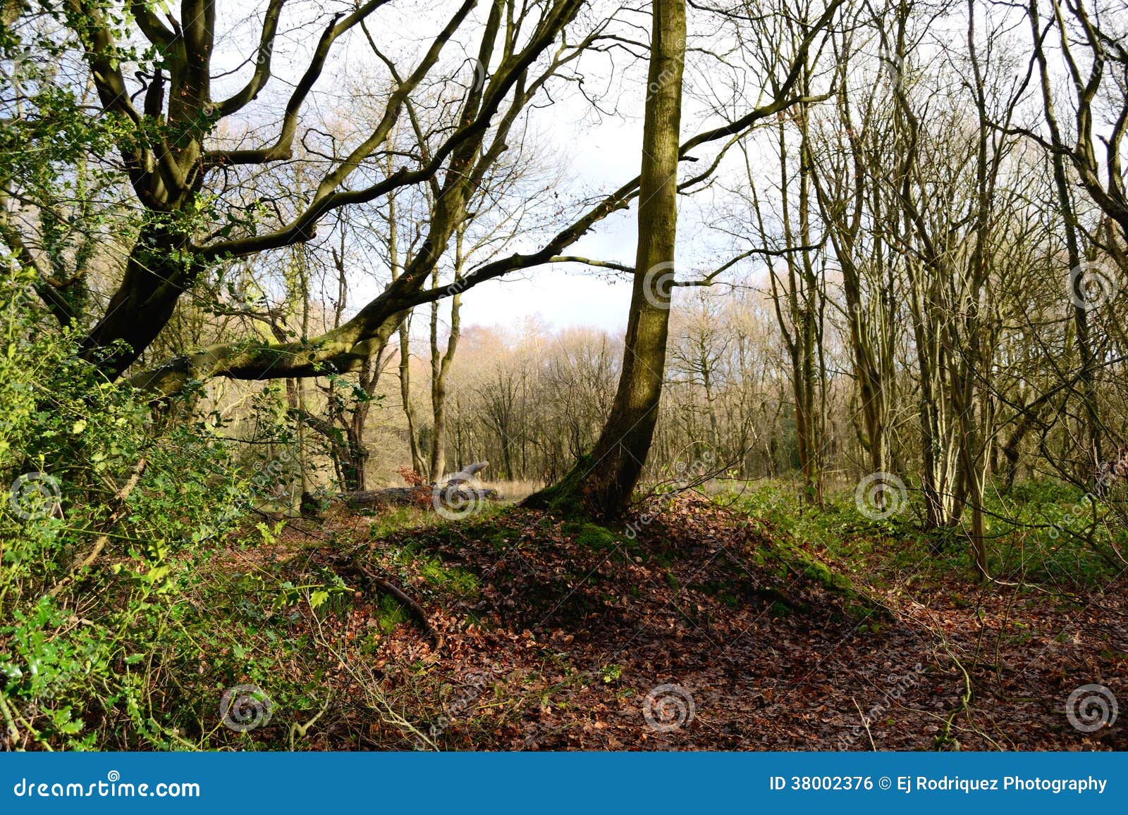 English woods. stock photo. Image of colour, nature, north - 38002376