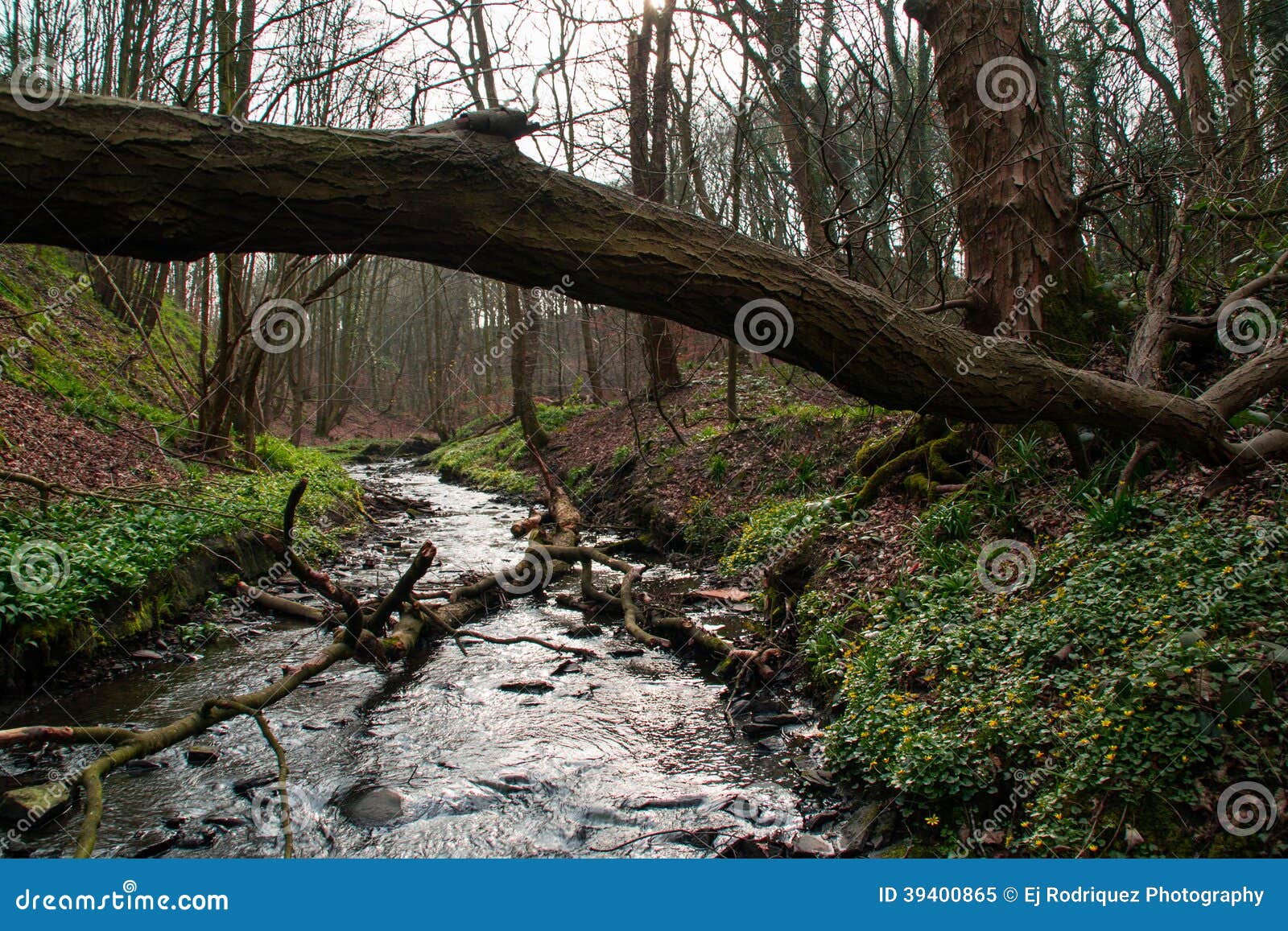 English woods. stock image. Image of leave, early, dirt - 39400865