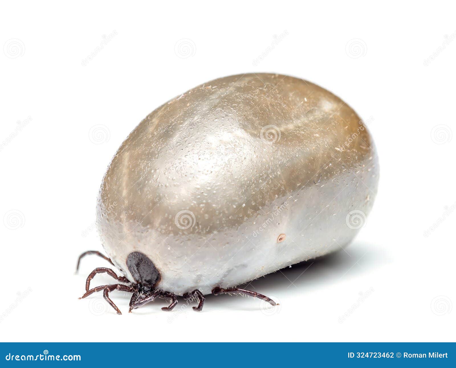 Fat Engorged Tick Insect On White Background Royalty-Free Stock Photo ...