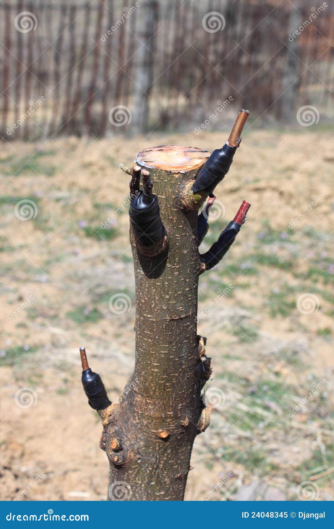 Engraftment dell'albero immagine stock. Immagine di innestato - 24048345