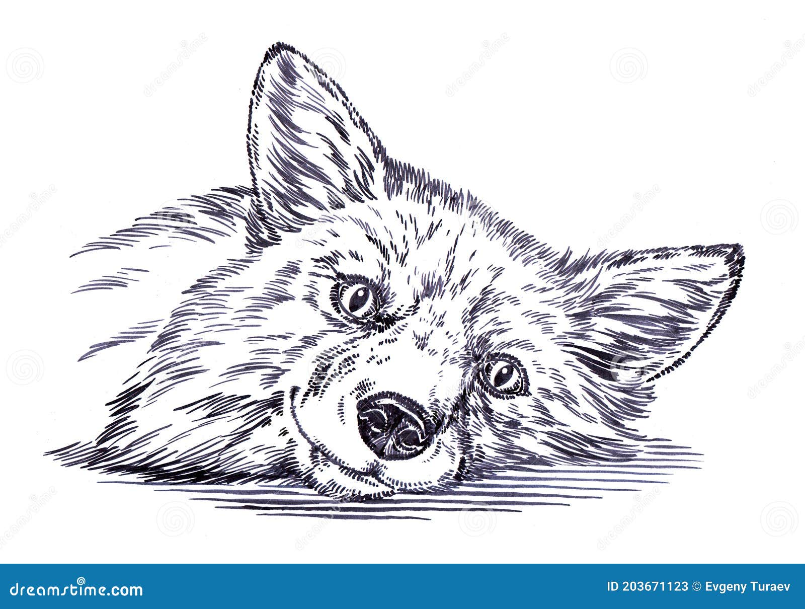 Engrave Ink Draw Fox Illustration Stock Illustration - Illustration of ...
