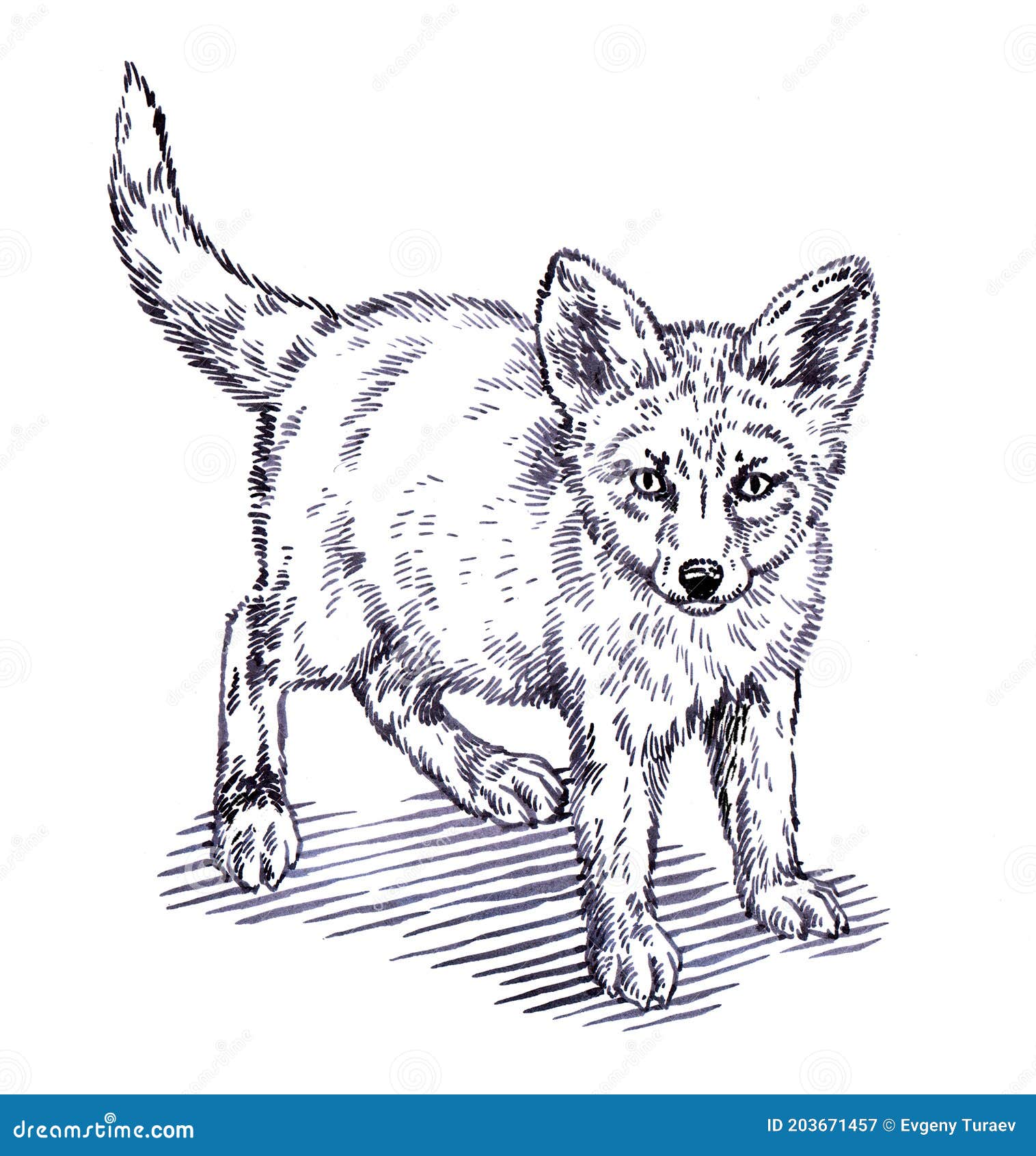 Engrave Ink Draw Fox Illustration Stock Illustration - Illustration of ...