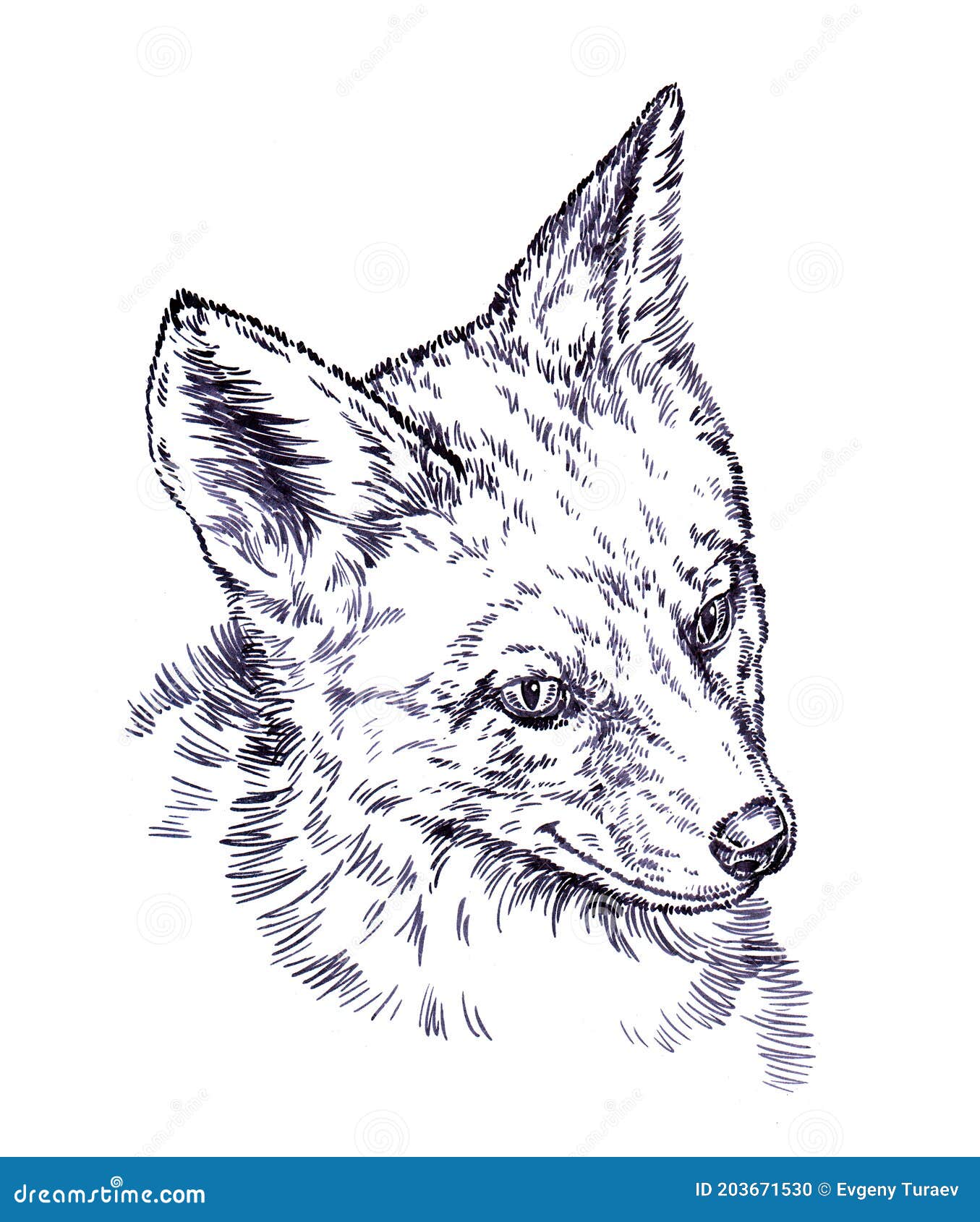 Engrave Ink Draw Fox Illustration Stock Illustration - Illustration of ...