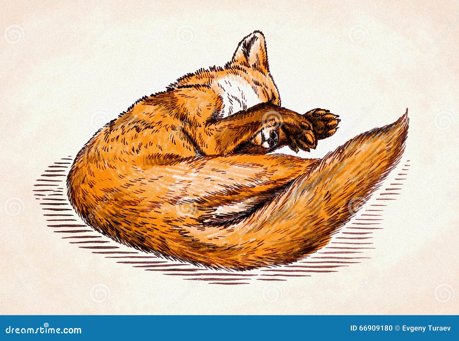 Engrave Ink Draw Fox Illustration Stock Illustration - Illustration of ...