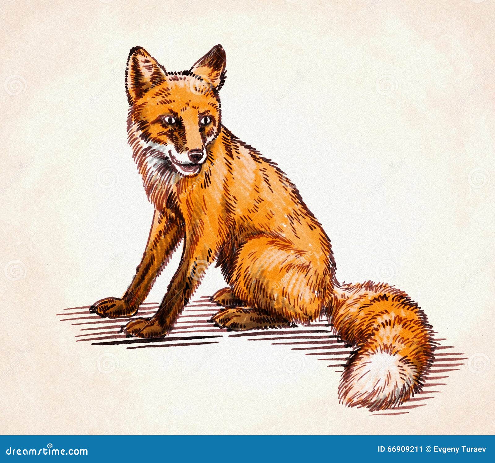 Engrave Ink Draw Fox Illustration Stock Illustration - Illustration of ...