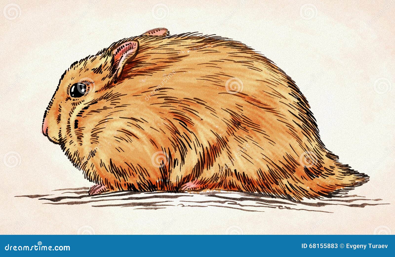 Engrave Ink Draw Hamster Illustration Stock Illustration - Illustration ...