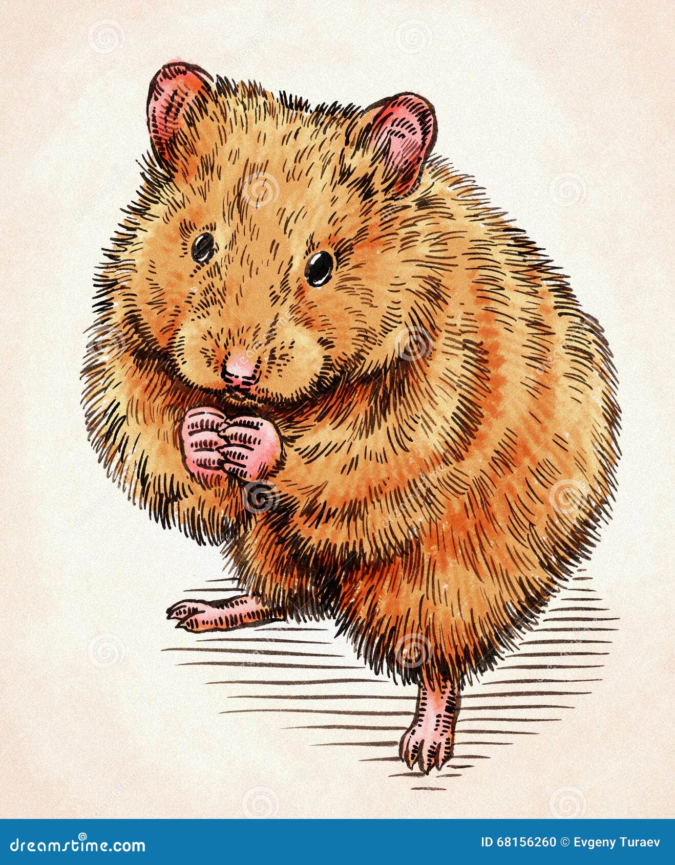 Engrave Ink Draw Hamster Illustration Stock Illustration - Illustration ...