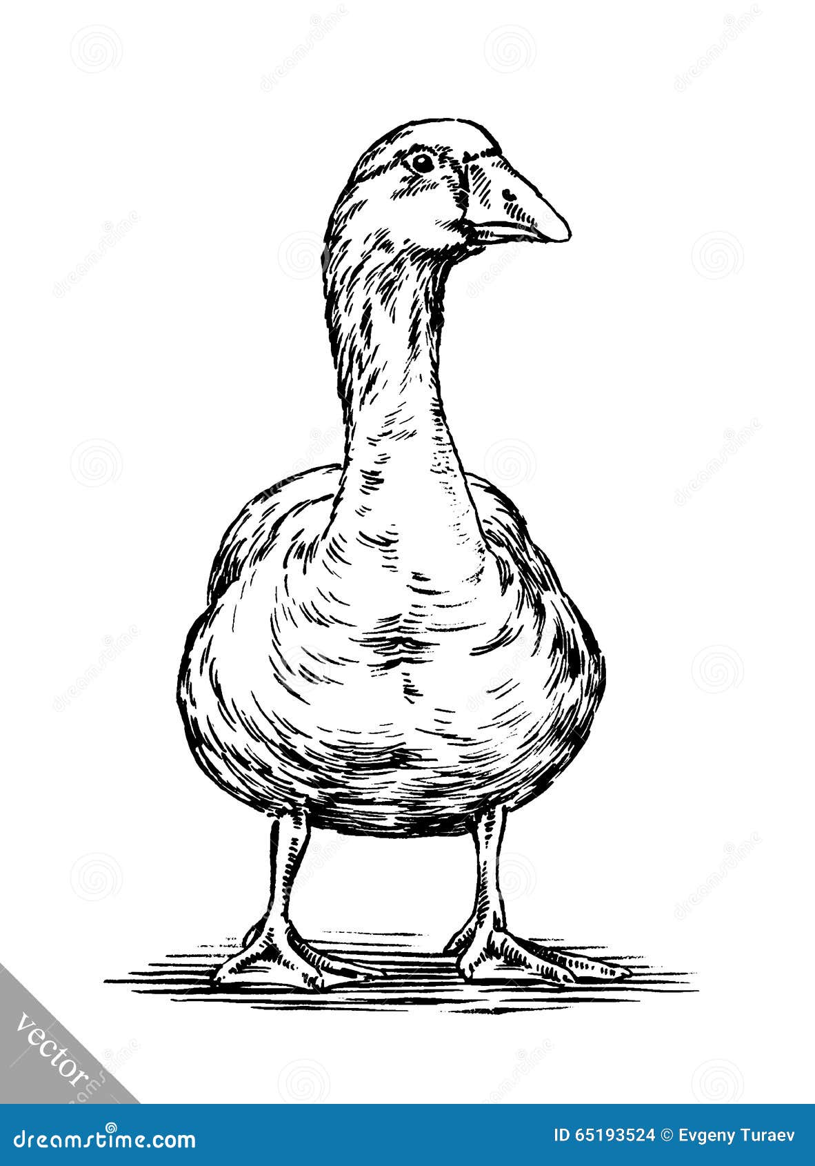 Engrave Ink Draw Isolated Duck Illustration Stock Vector - Illustration ...