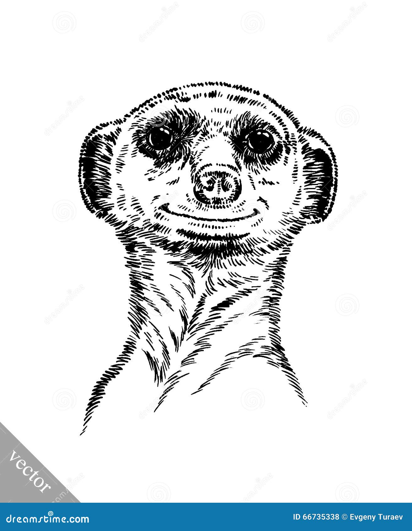 Engrave Ink Draw Meerkat Illustration Stock Vector - Illustration of ...