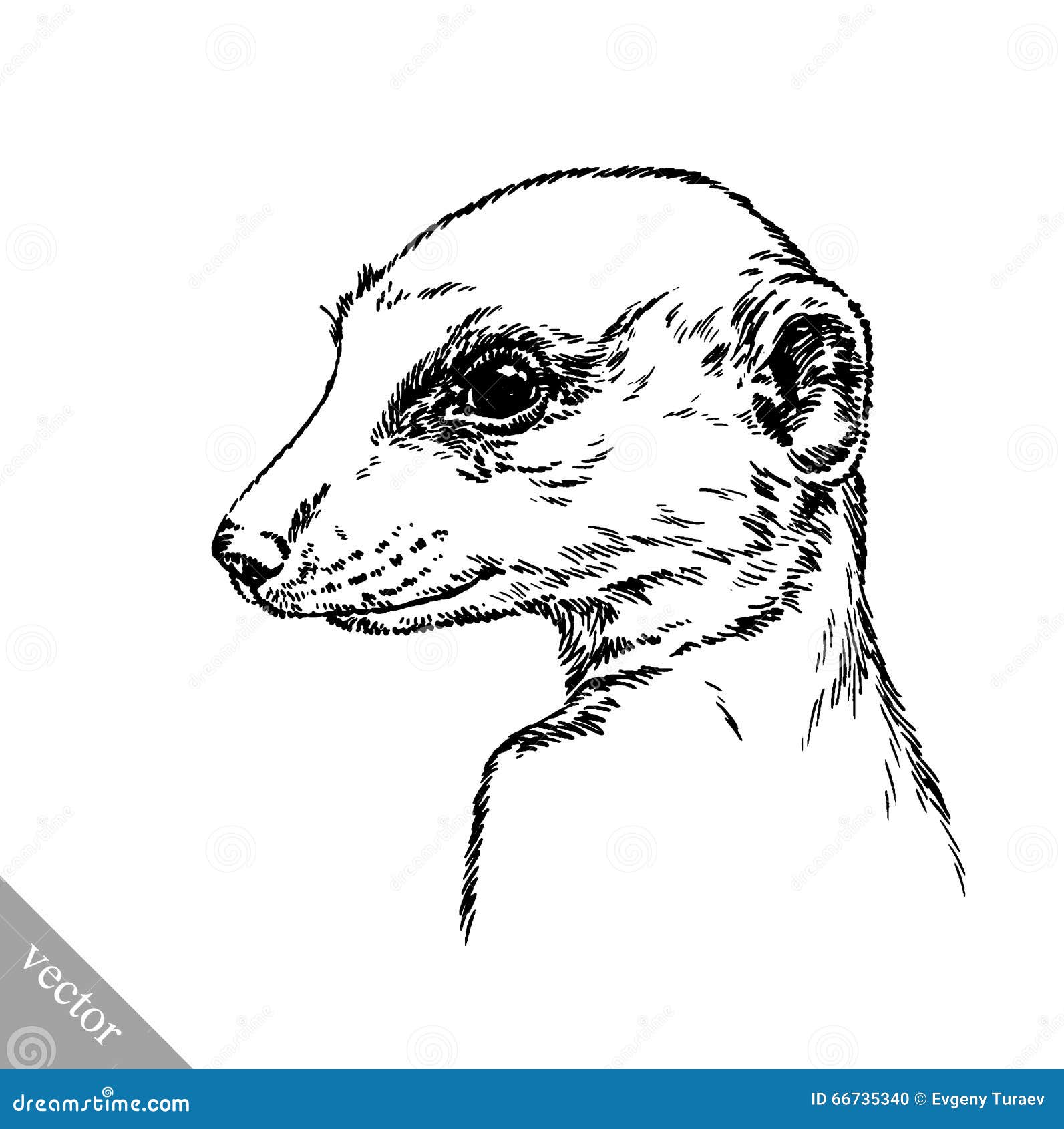 Engrave Ink Draw Meerkat Illustration Stock Vector - Illustration of ...