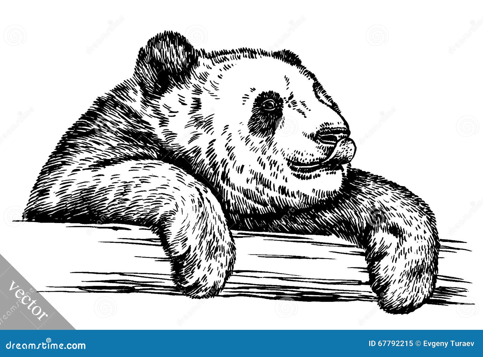 Engrave Ink Draw Panda Illustration Stock Vector - Illustration of ...