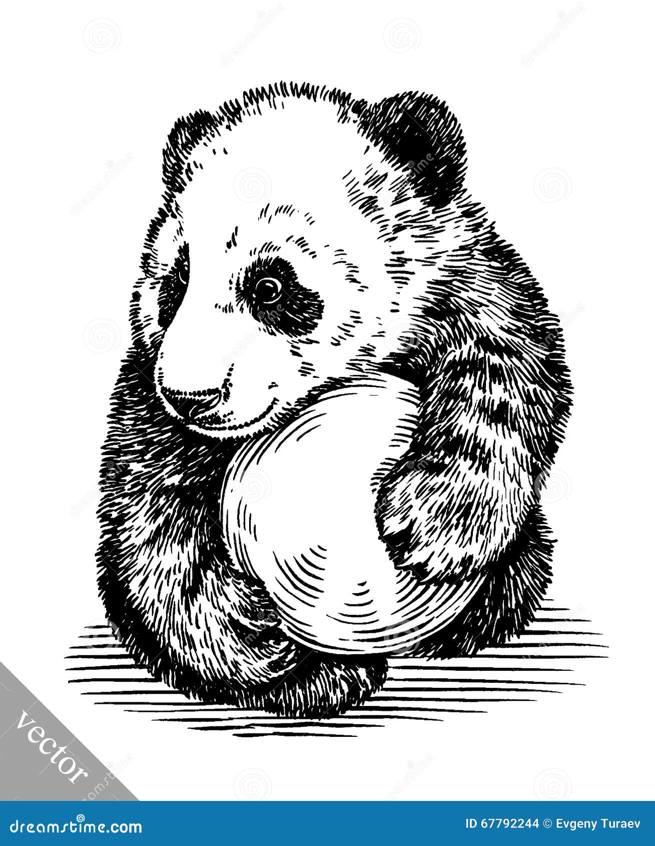 Engrave Ink Draw Panda Illustration Stock Vector - Illustration of ...