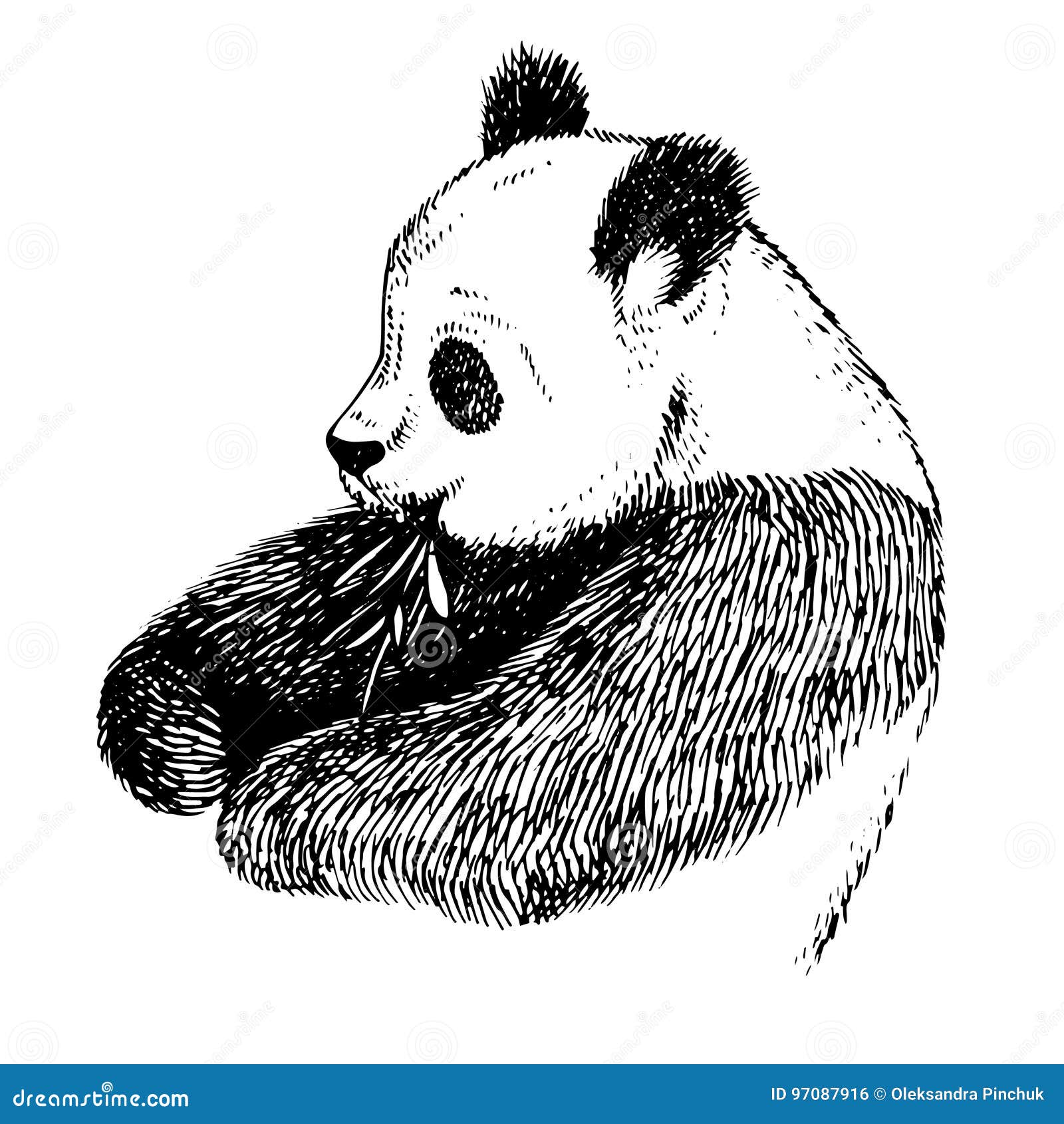Engrave Ink Draw Panda Illustration. Stock Vector - Illustration of ...