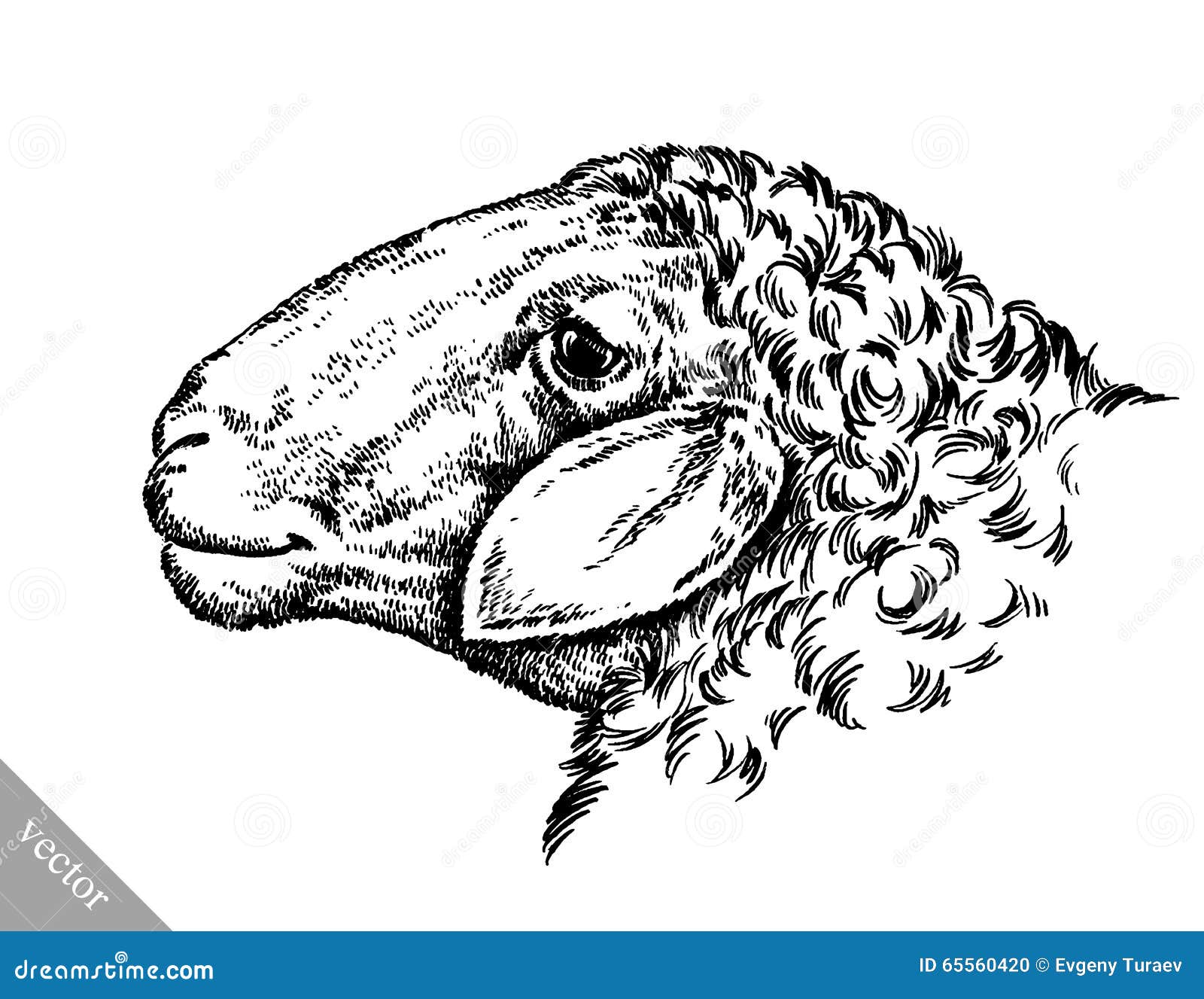 Engrave Ink Draw Sheep Illustration Stock Vector - Illustration of ...