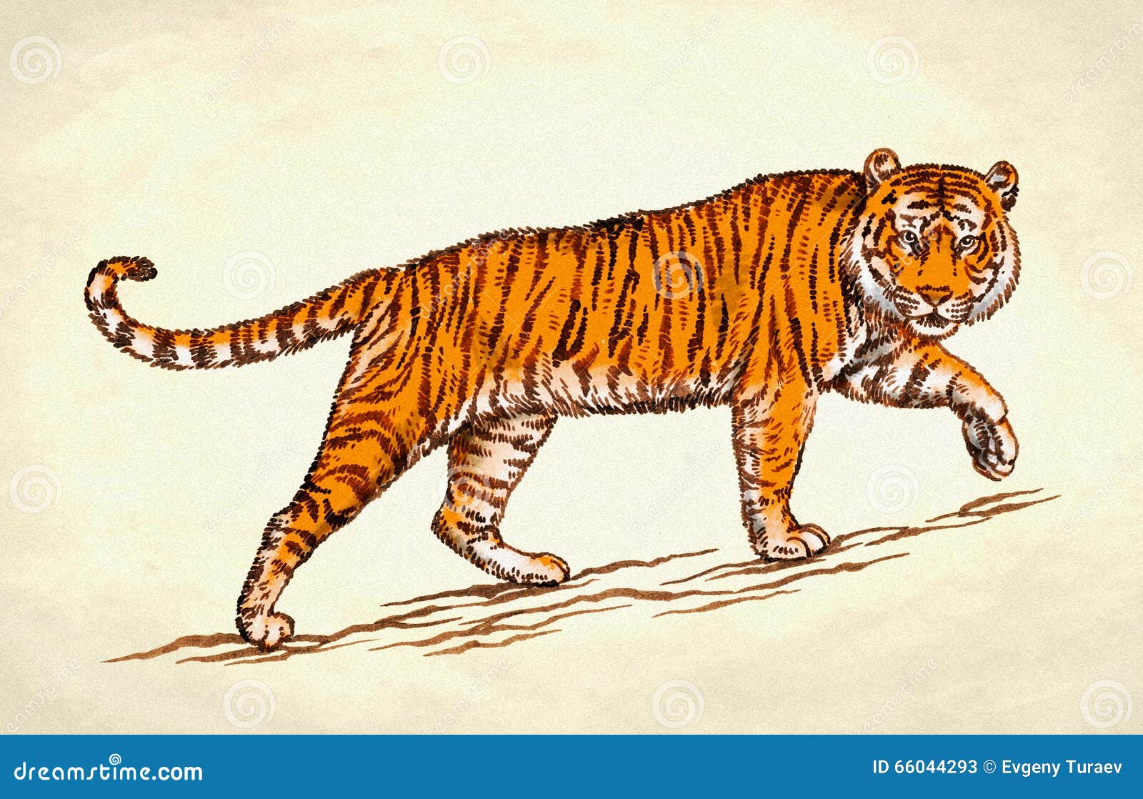 Engrave Ink Draw Tiger Illustration Stock Illustration - Illustration ...