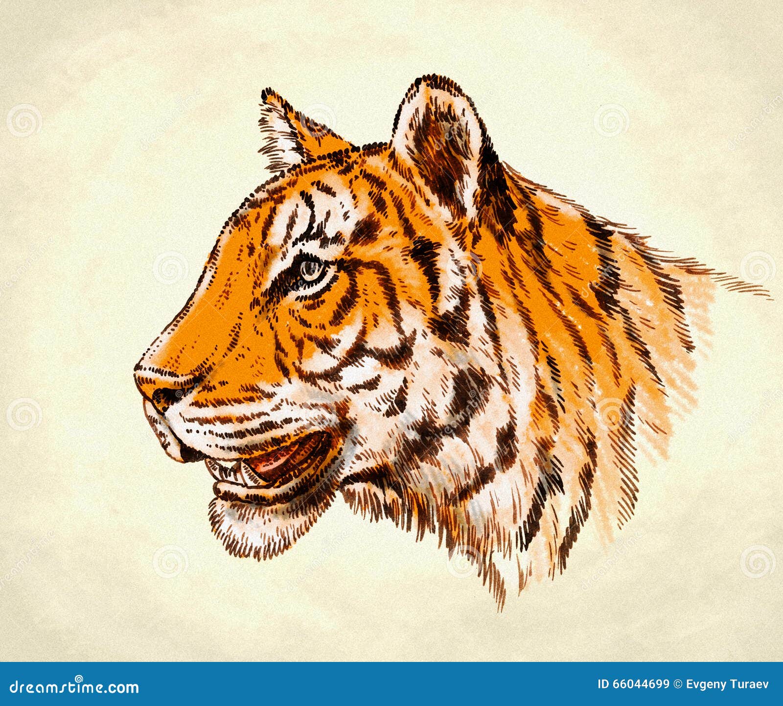 Tiger, Illustration For Children. | CartoonDealer.com #88321106