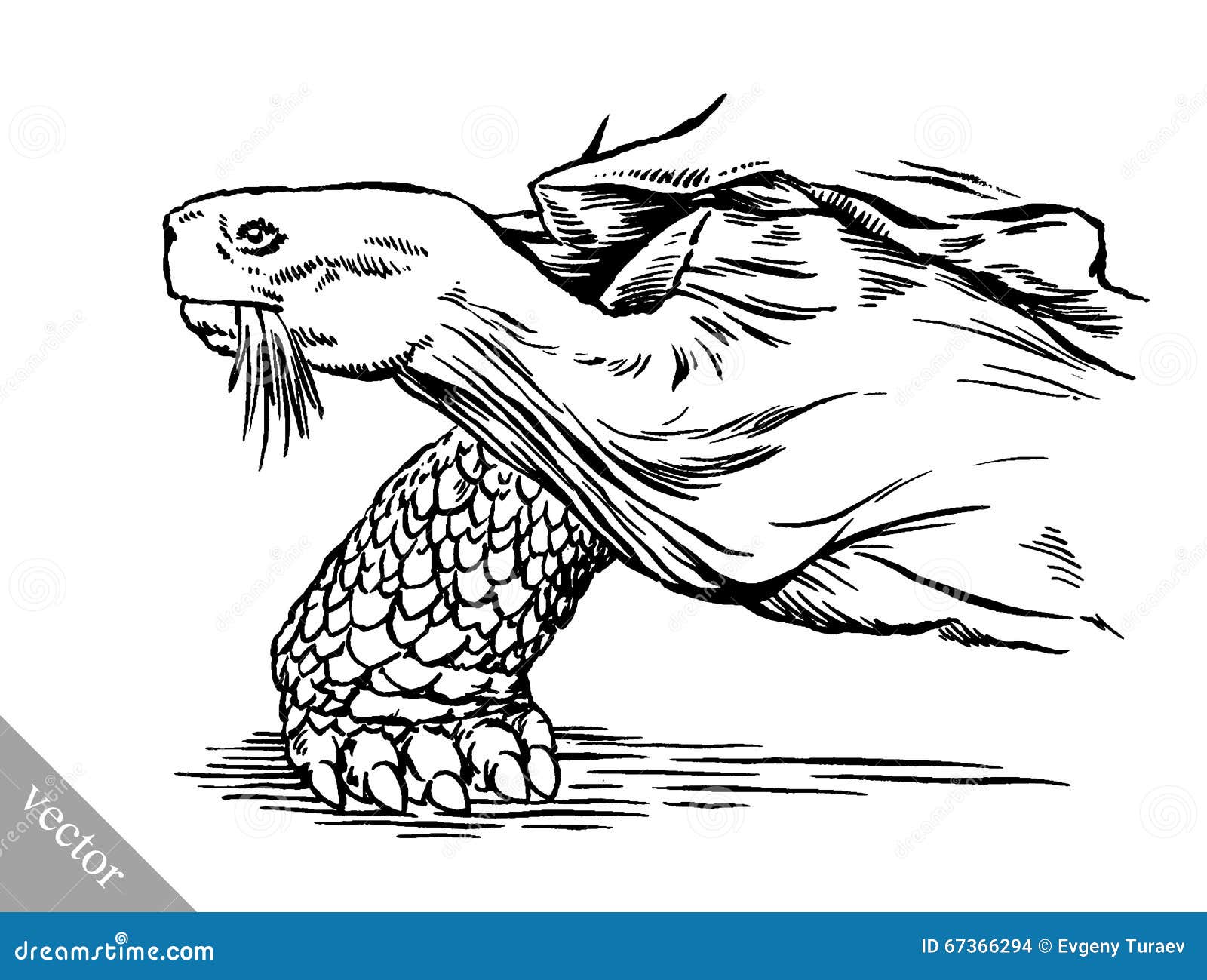 Engrave Ink Draw Turtle Illustration Stock Vector - Illustration of ...