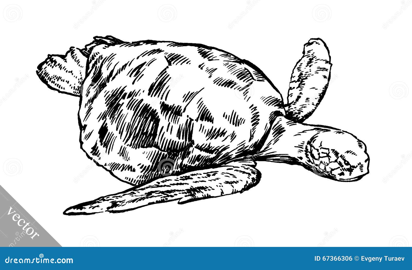 Engrave Ink Draw Turtle Illustration Stock Vector - Illustration of ...