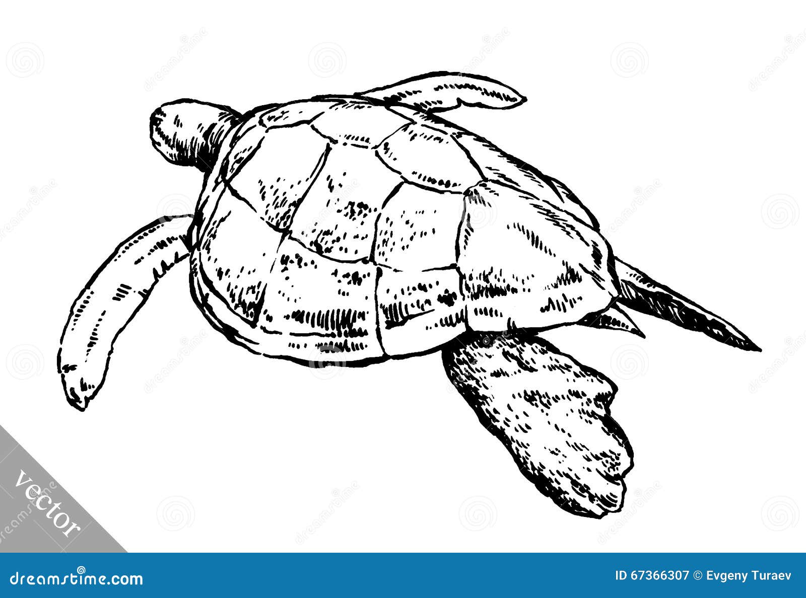 Engrave Ink Draw Turtle Illustration Stock Vector - Illustration of ...