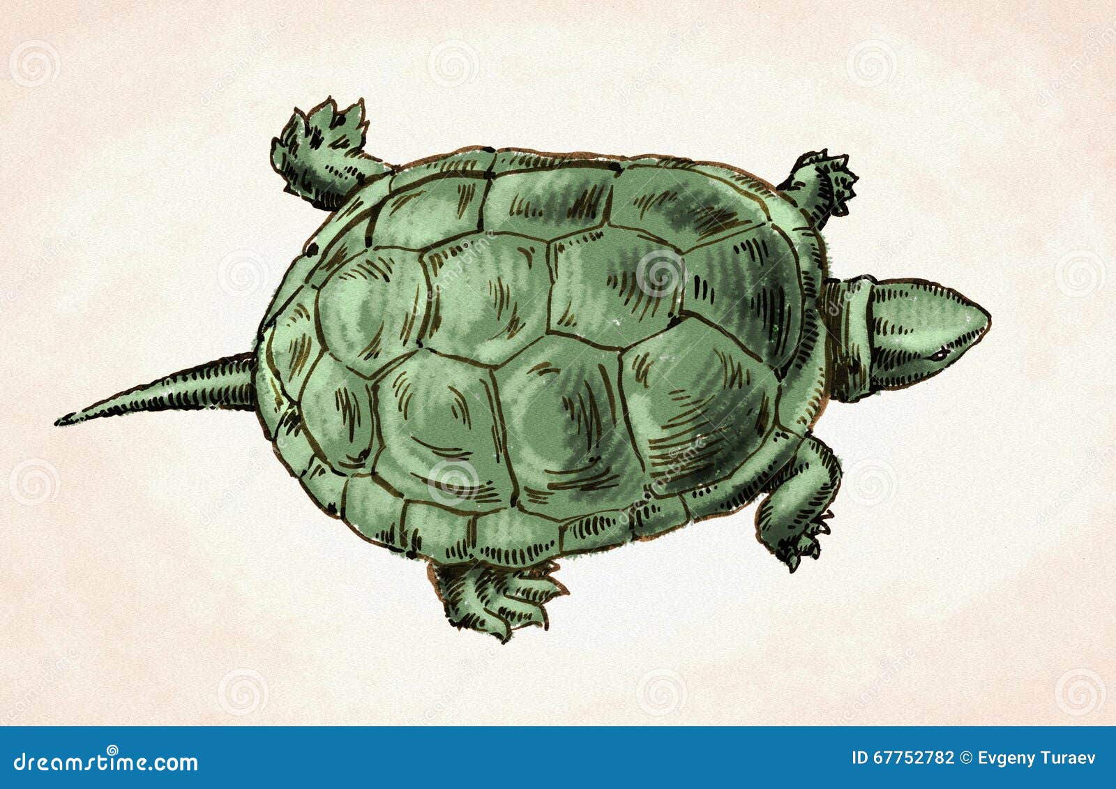 Engrave Ink Draw Turtle Illustration Stock Illustration - Illustration ...