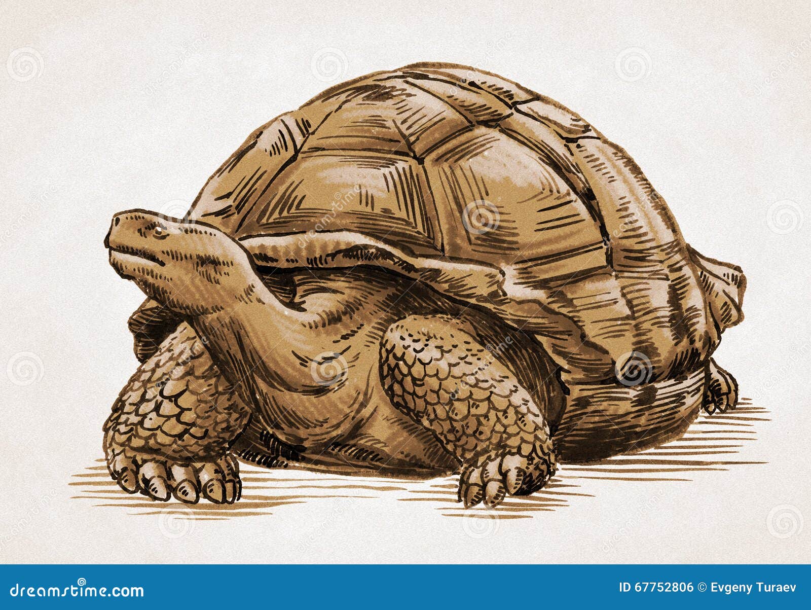 Engrave Ink Draw Turtle Illustration Stock Illustration - Illustration ...