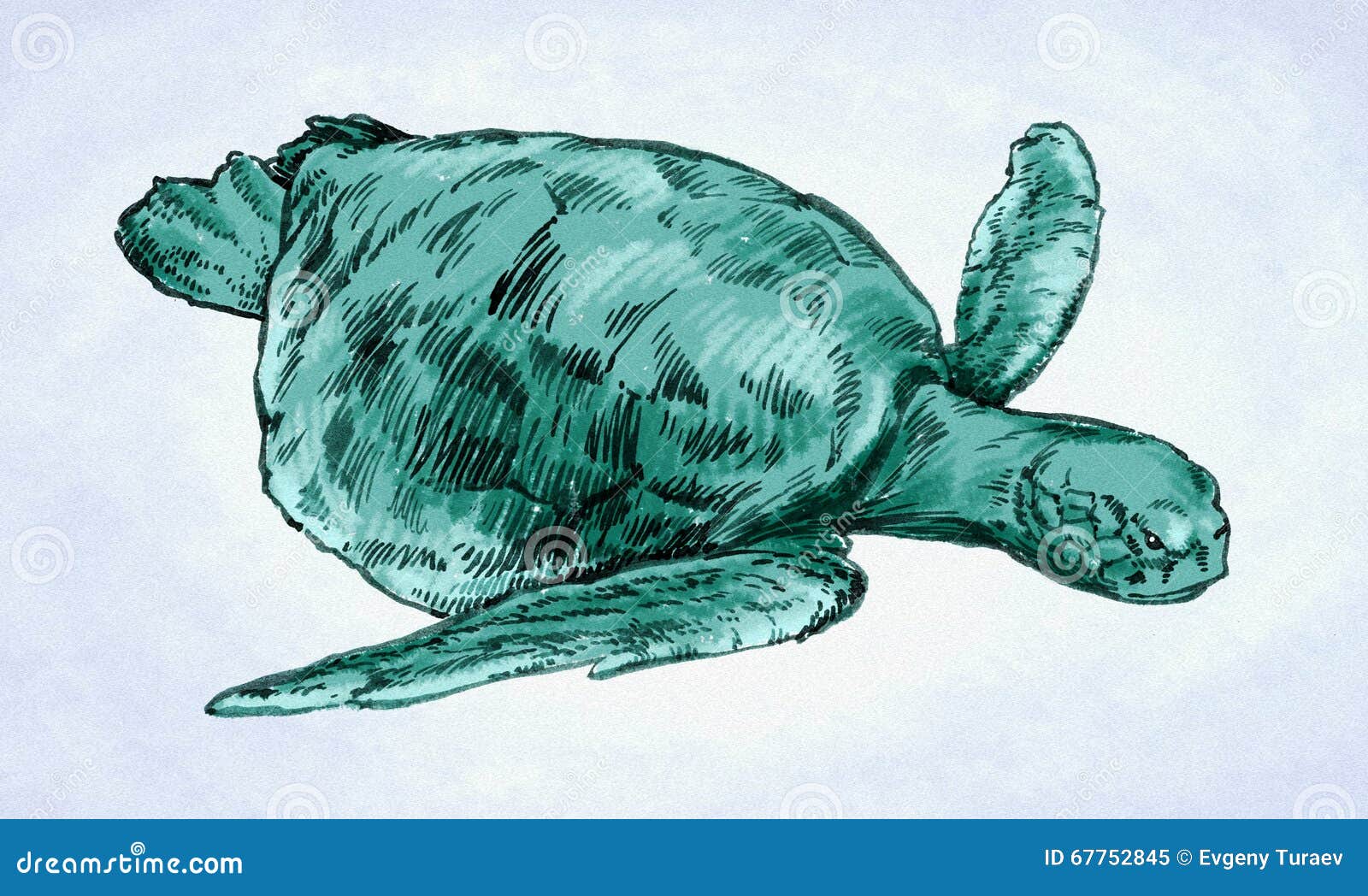 How To Draw Sea Turtle. Step By Step Drawing Lesson For Kids, Cartoon ...