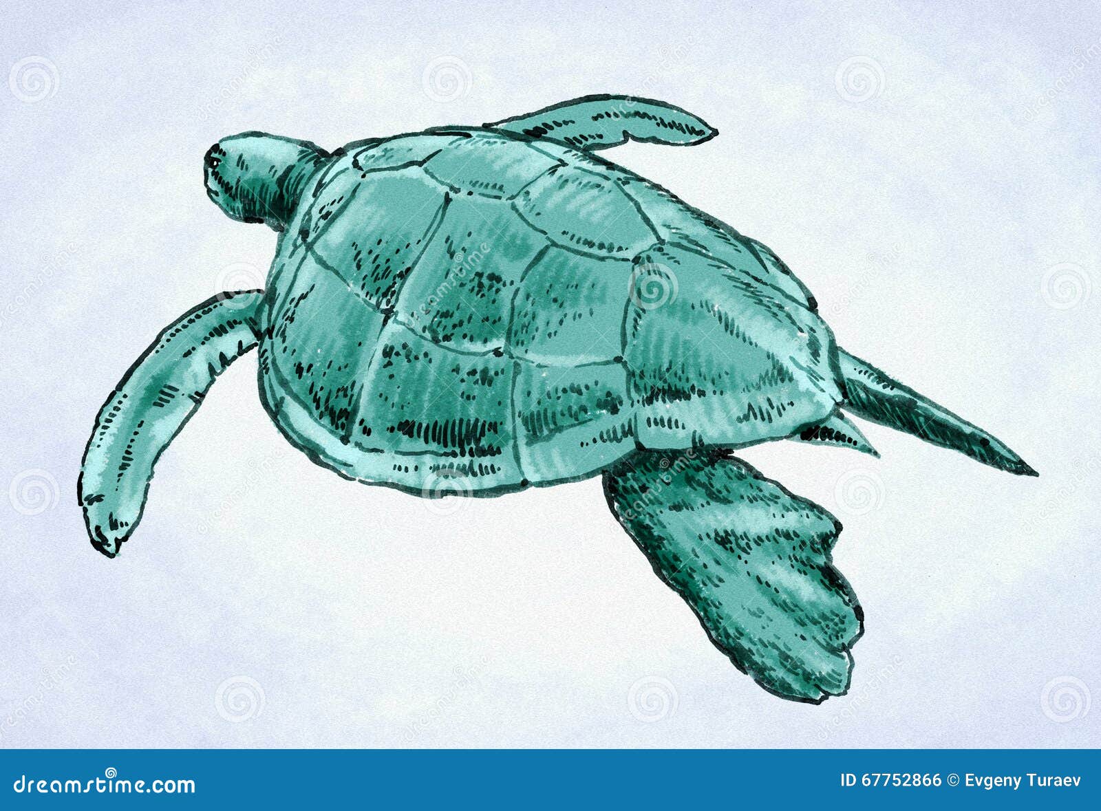 Engrave Ink Draw Turtle Illustration Stock Illustration - Illustration ...
