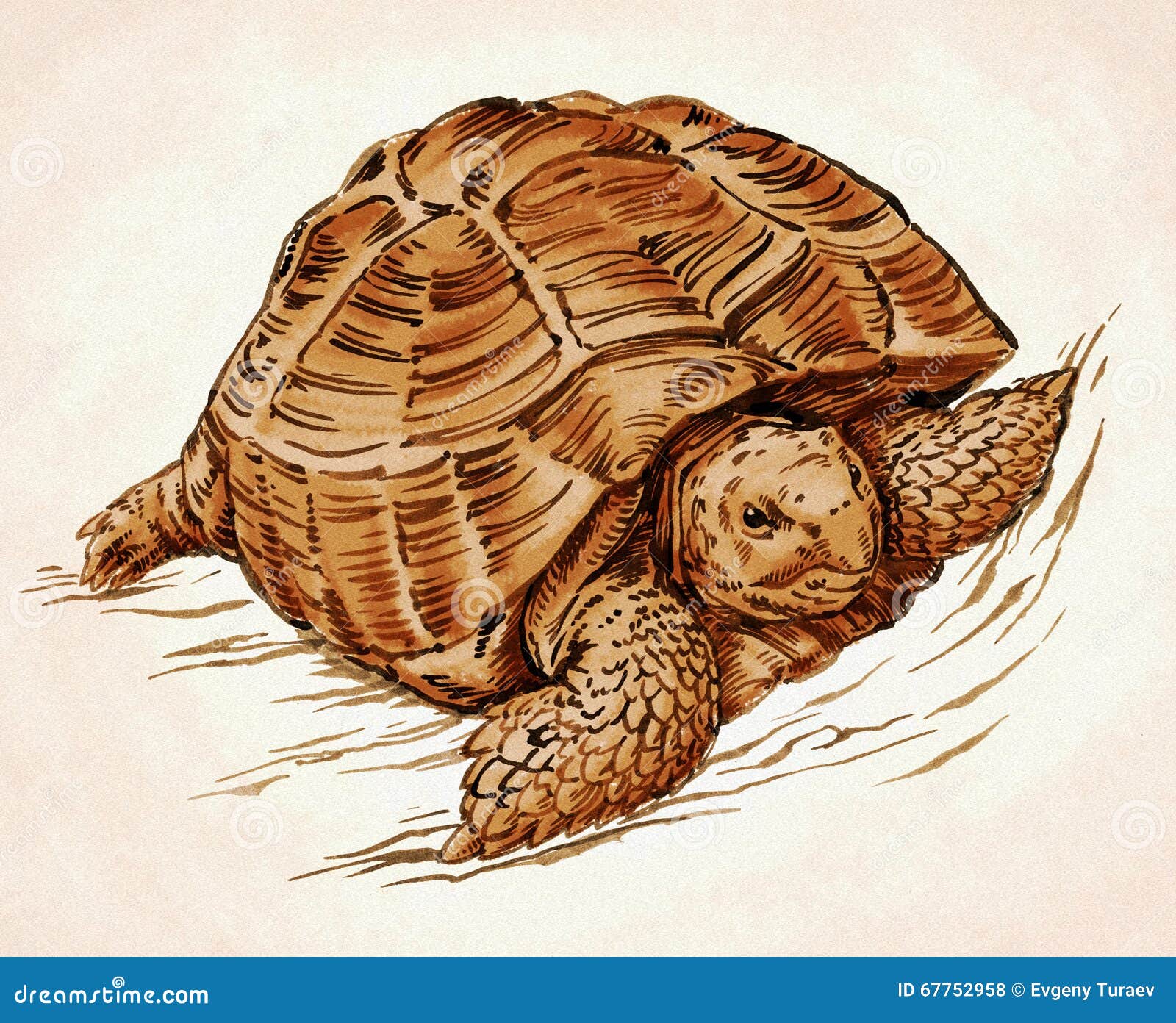 Engrave Ink Draw Turtle Illustration Stock Illustration - Illustration ...
