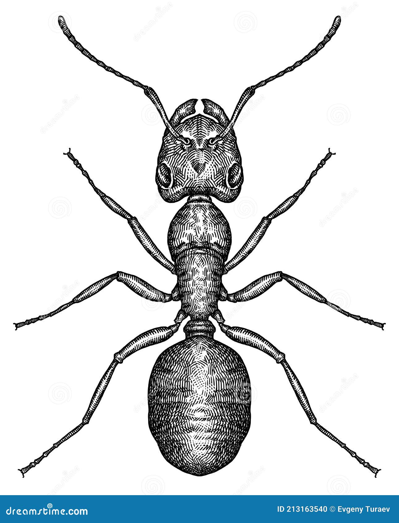 Engrave Isolated Ant Hand Drawn Graphic Illustration Stock Illustration ...